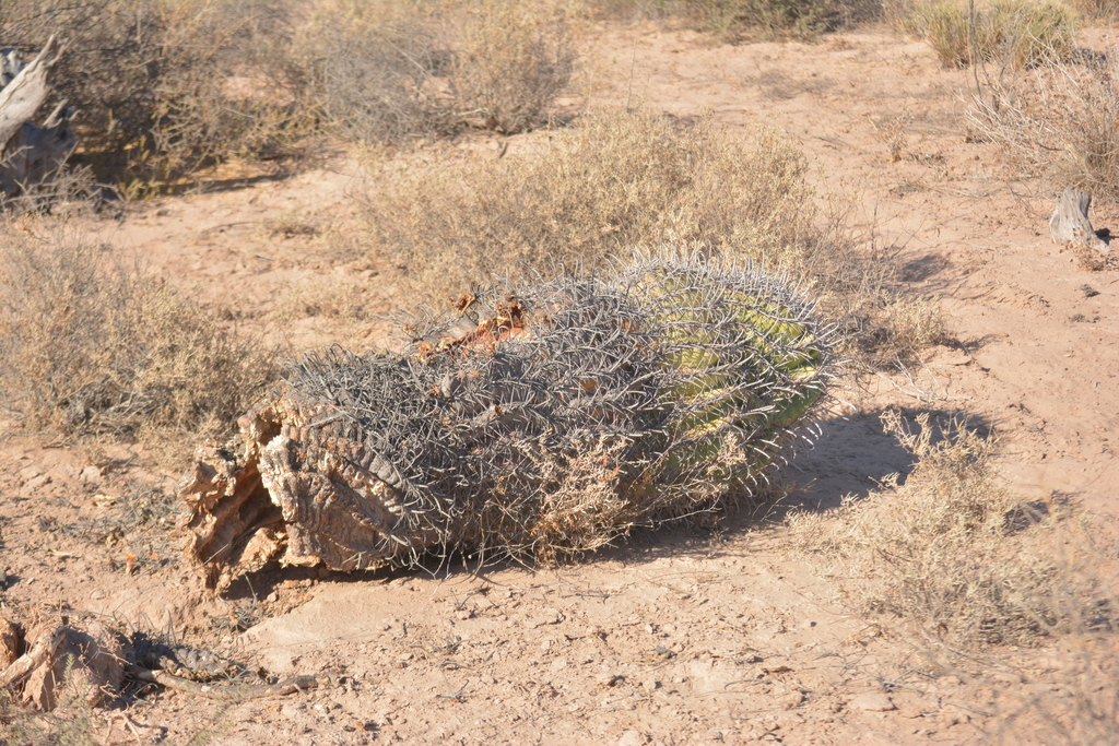 barrel cactuses in May 2021 by Holly Boom · iNaturalist