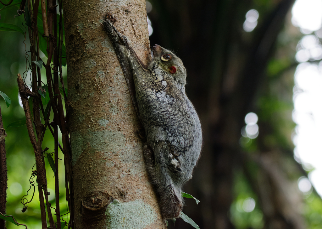 Sunda Colugo (Galeopterus variegatus) - Know Your Mammals
