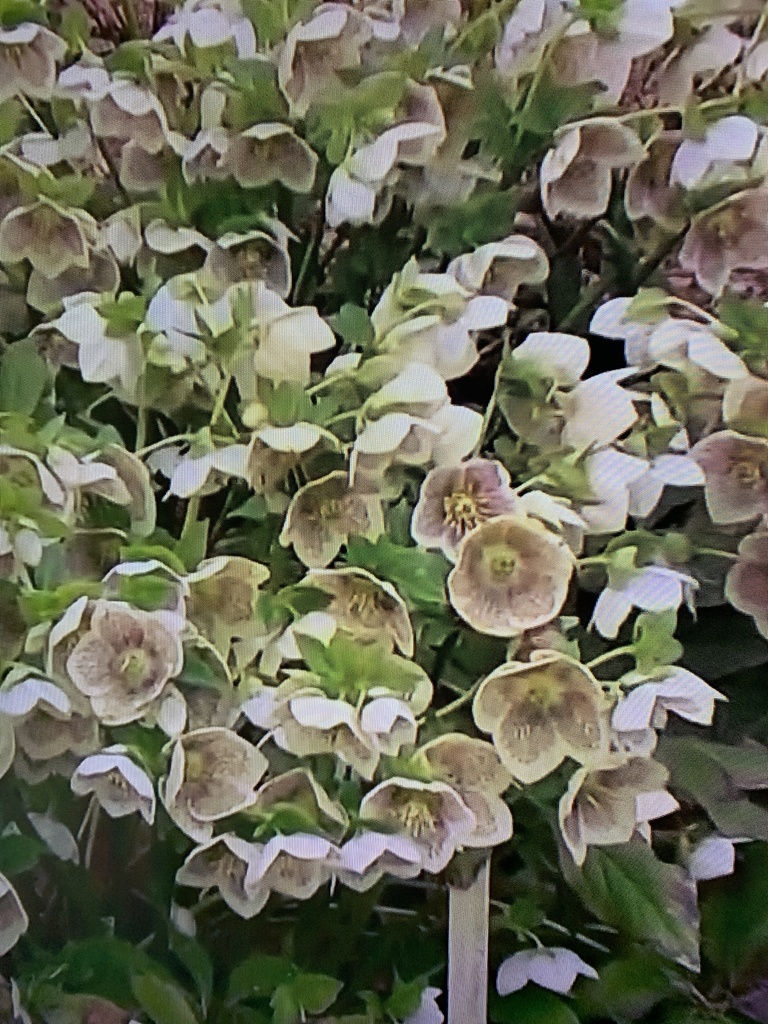 Lenten-rose in May 2021 by Lenka CJ · iNaturalist