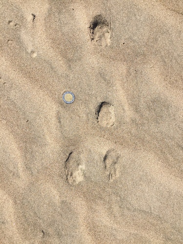 Liebre cola negra de Magdalena (Lepus californicus subsp. magdalenae)