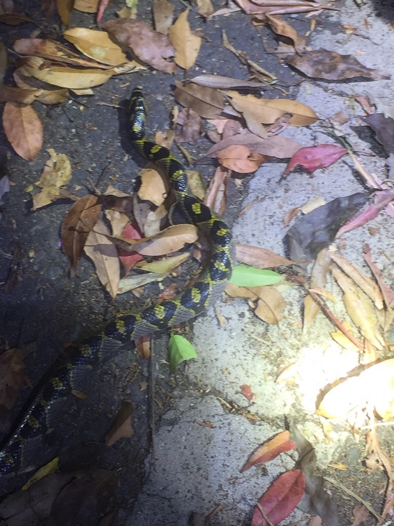 Mandarin Ratsnake in May 2021 by ihenglan · iNaturalist
