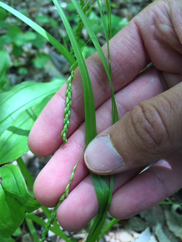 graceful sedge from Roachdale, IN, US on May 08, 2021 at 01:25 PM by ...