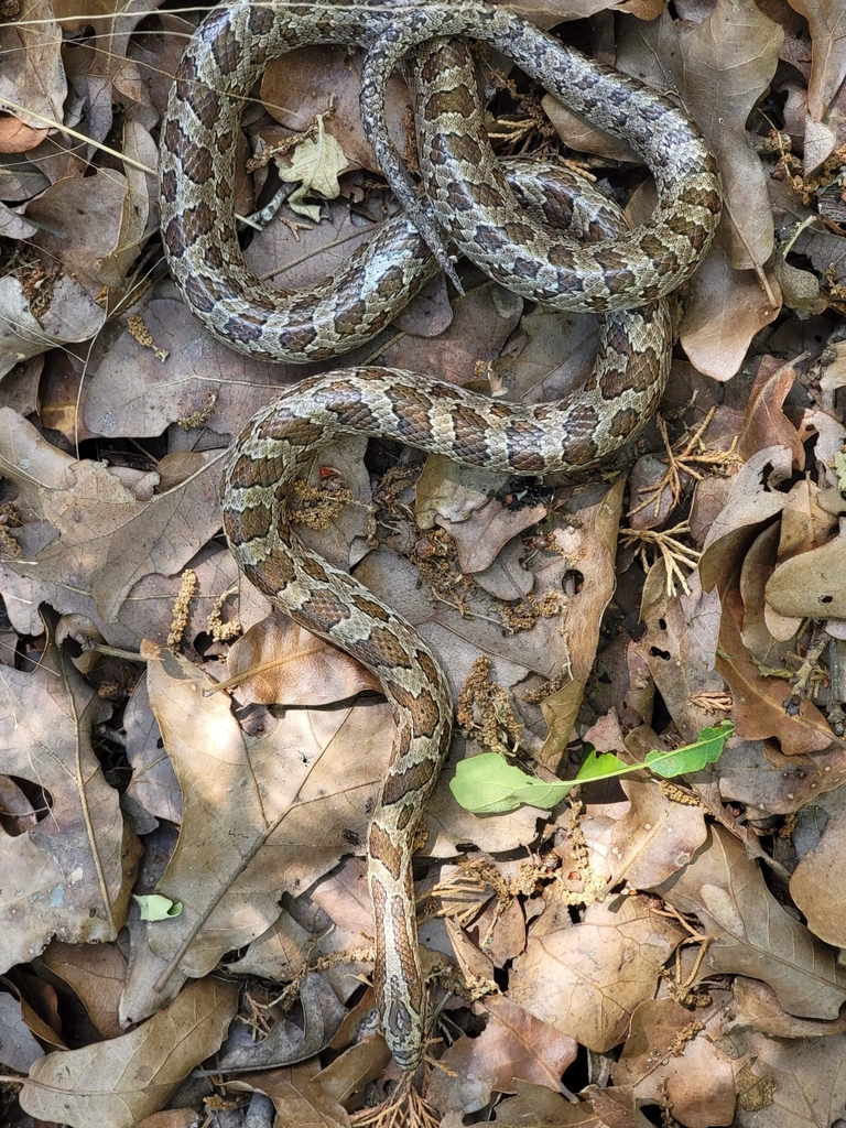 Prairie Kingsnake from Wise County, US-TX, US on May 8, 2021 at 03:46 ...