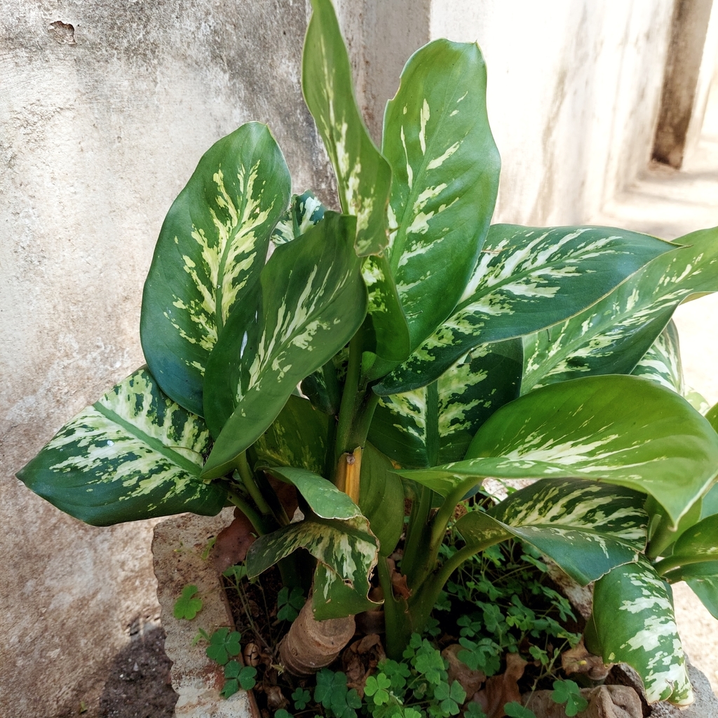 tuftroot from Siriki, Odisha 762100, India on May 8, 2021 at 10:38 AM ...