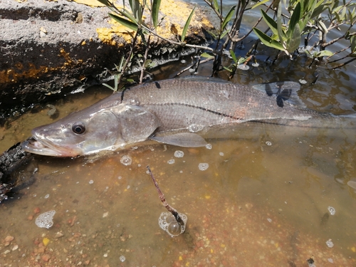 Robalo negro (Centropomus nigrescens)