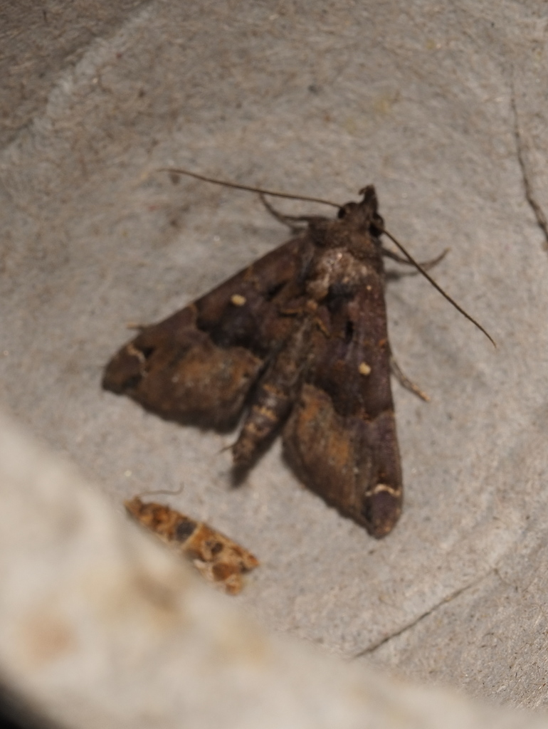 Acidon evae from 西貢CYR on May 1, 2021 at 11:50 PM by Aither · iNaturalist