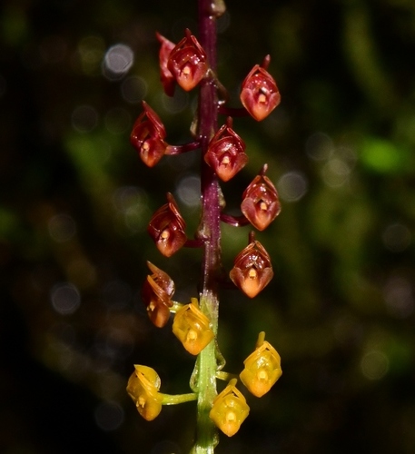 Malaxis discolor · iNaturalist