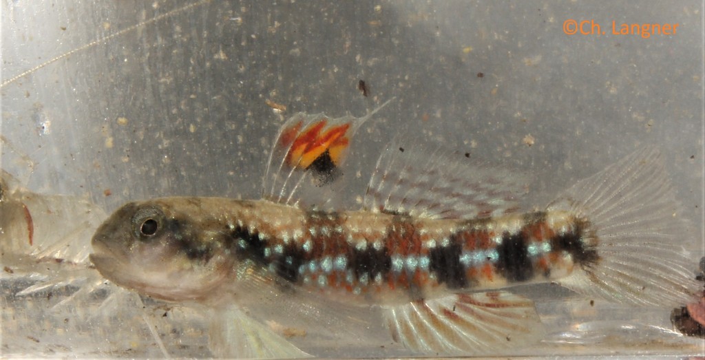(Redigobius oyensi) - Marine Life Identification