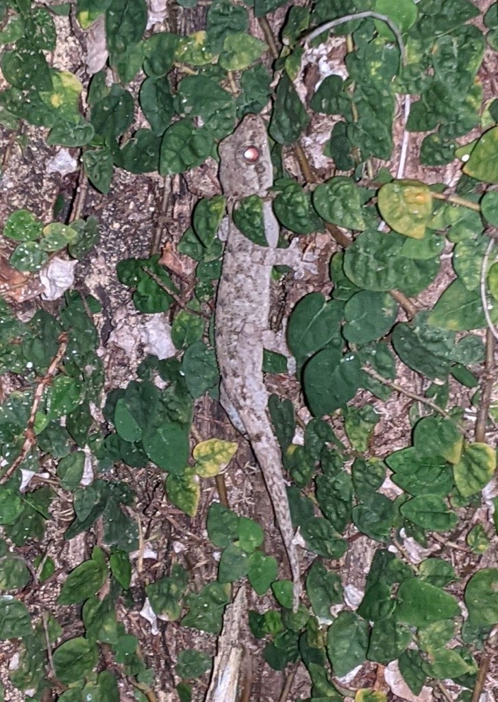 Typical Geckos from Yoshihara, Chatan, Nakagami District, Okinawa 904 ...