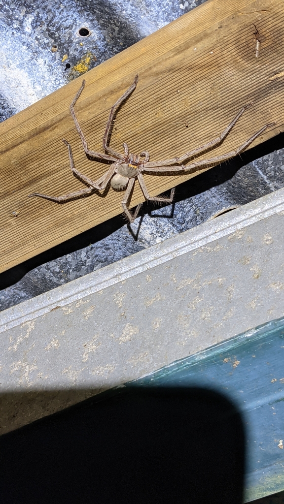Green-bellied Huntsman Spider in May 2021 by Caitlin Henderson ...