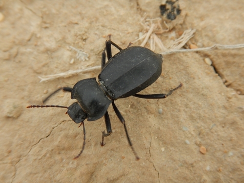 Cyphogenia gibba · iNaturalist