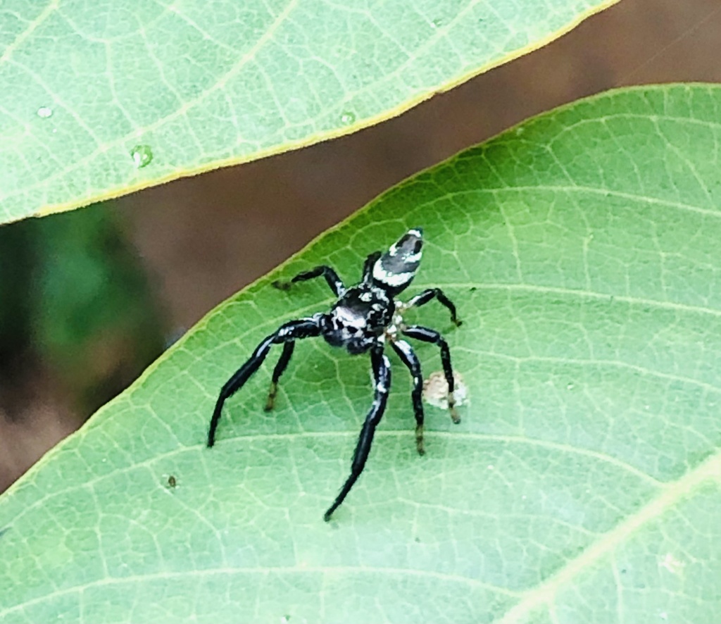 Metallic blue jumper from 石崗, 新界, HK on May 9, 2021 at 05:04 PM by ...