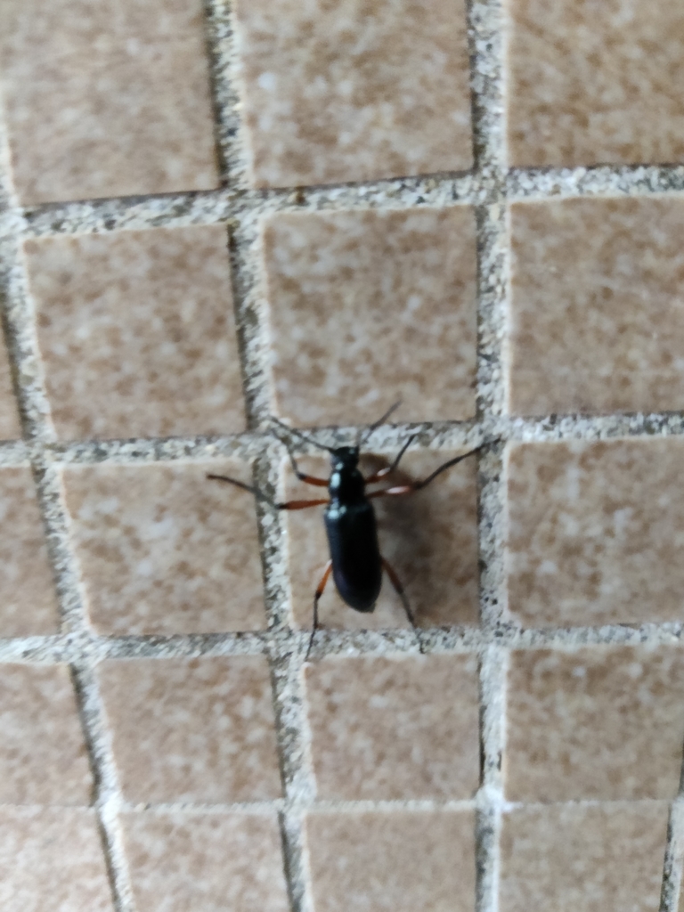 Strongylium erythrocephalum from Sandy Bay Gap, Hong Kong on May 8 ...
