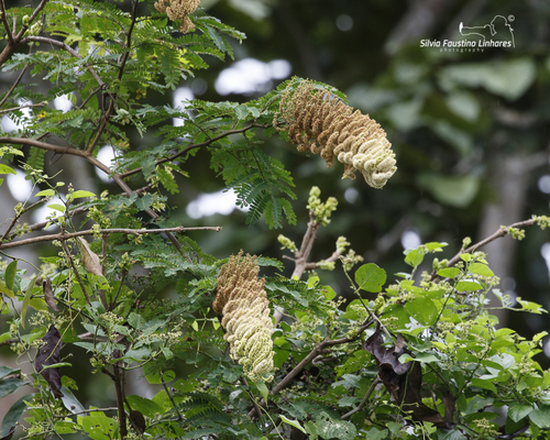 Entada polyphylla · iNaturalist