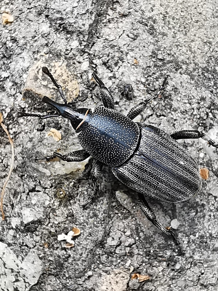 Billbug Weevils from Urmitz Rheinbrücke, 56220 Urmitz, Deutschland on ...