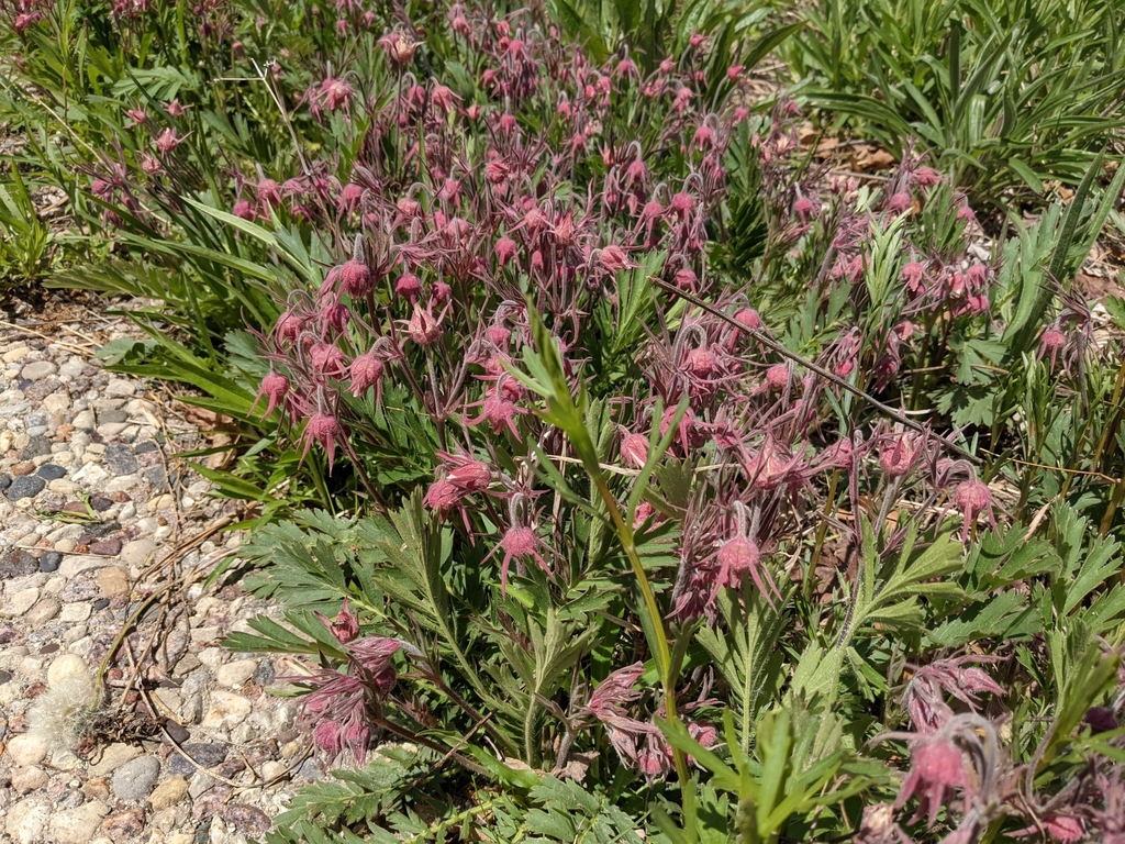 prairie smoke from Leroy, WI, USA on May 8, 2021 at 12:27 PM by Tara ...
