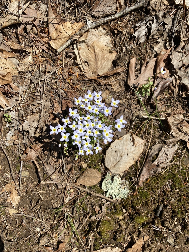 azure bluet from Machimoodus State Park, Moodus, CT, US on April 20 ...