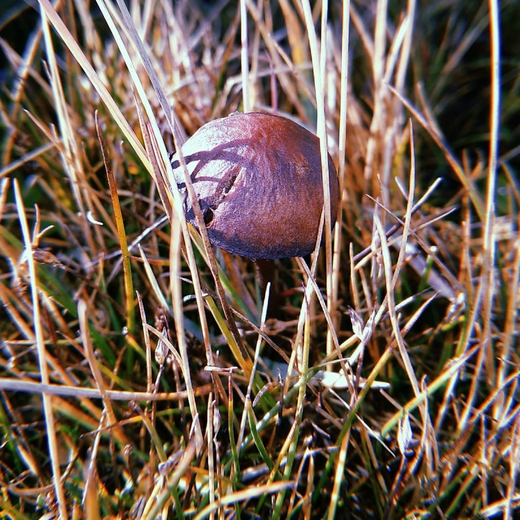 Setas, bejines y parientes desde Río Grande el09 de mayo de 2021 de Ro ...