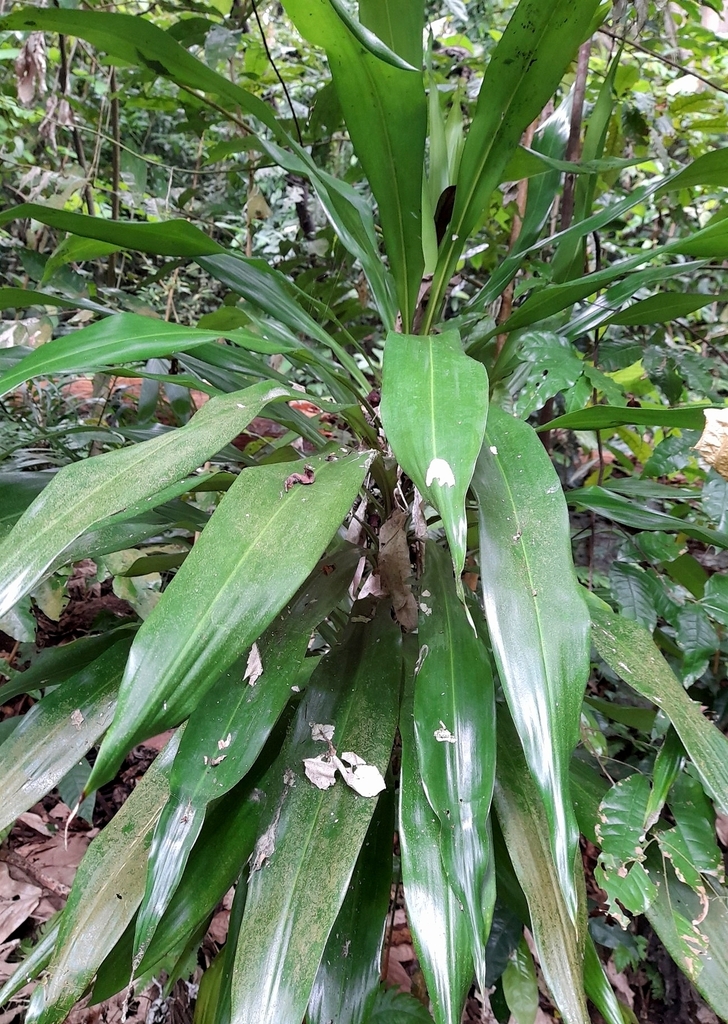 African Dragon Tree from Lembá, São Tomé e Príncipe on May 9, 2021 at ...