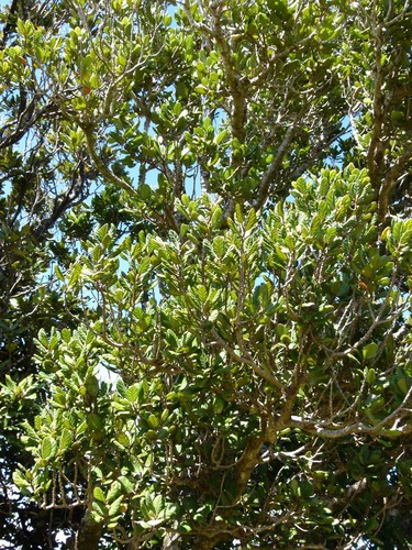 Taraire (Beilschmiedia tarairi) · iNaturalist