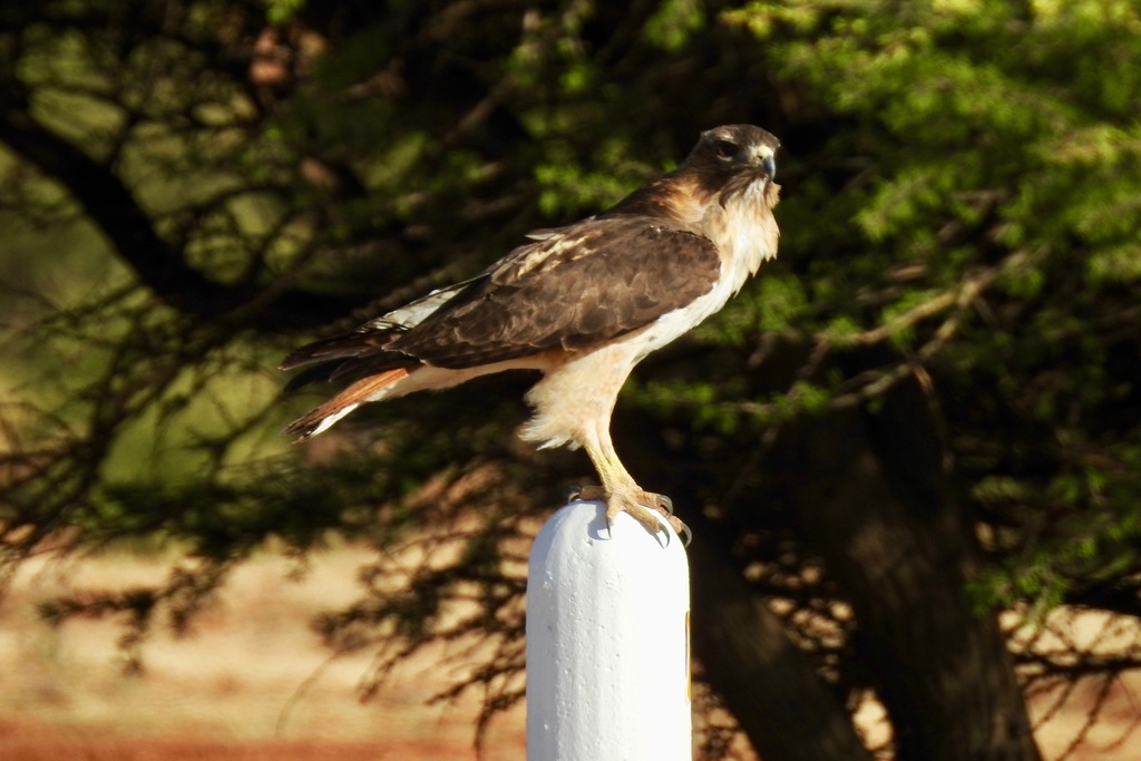 Red-tailed Hawk from Pánuco de Coronado, Dgo., México on May 02, 2021 ...