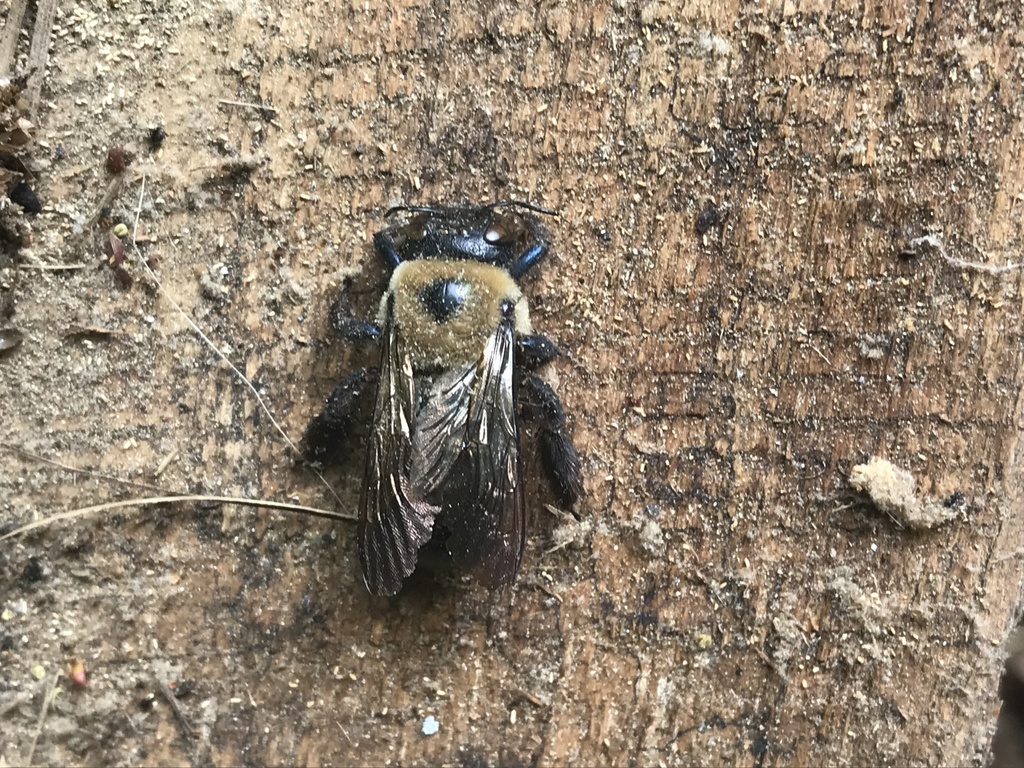 Eastern Carpenter Bee from Caldwell County, NC, USA on May 09, 2021 at ...