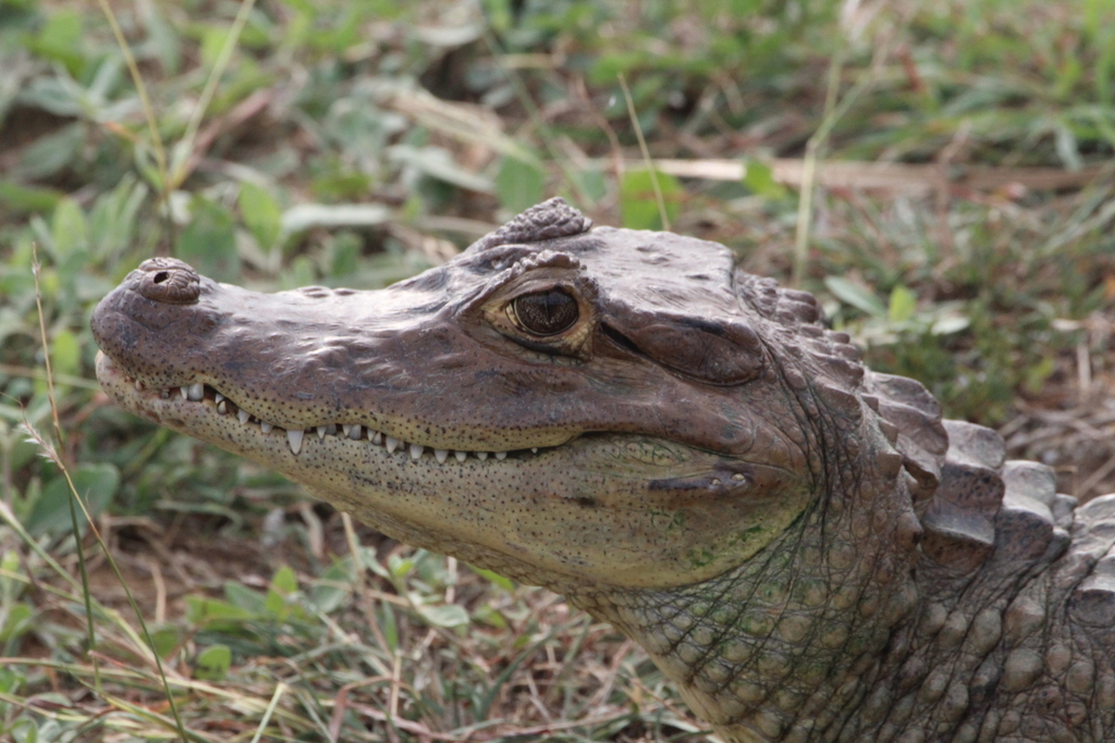 Brown Caiman from Maicao, La Guajira, Colombia on May 08, 2021 at 04:17 ...