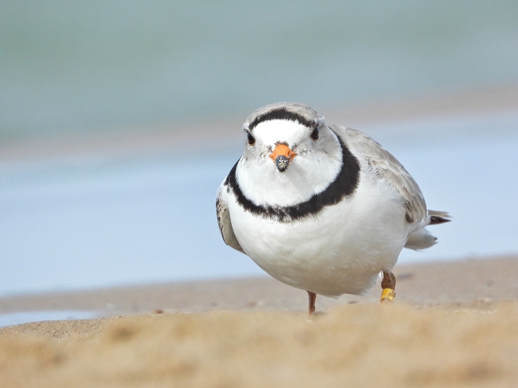 Piping Plover in May 2021 by Simon Tolzmann. Absolutely crushed, if I ...