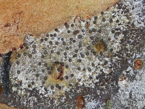 Bacidia squamulosula · iNaturalist