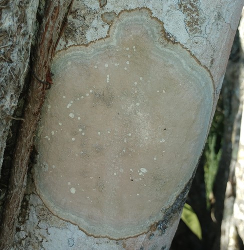 Cryptothecia punctosorediata · iNaturalist