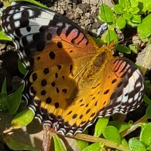 Tropical Fritillary from Toyoba, Toyoyama, Nishikasugai District, Aichi ...