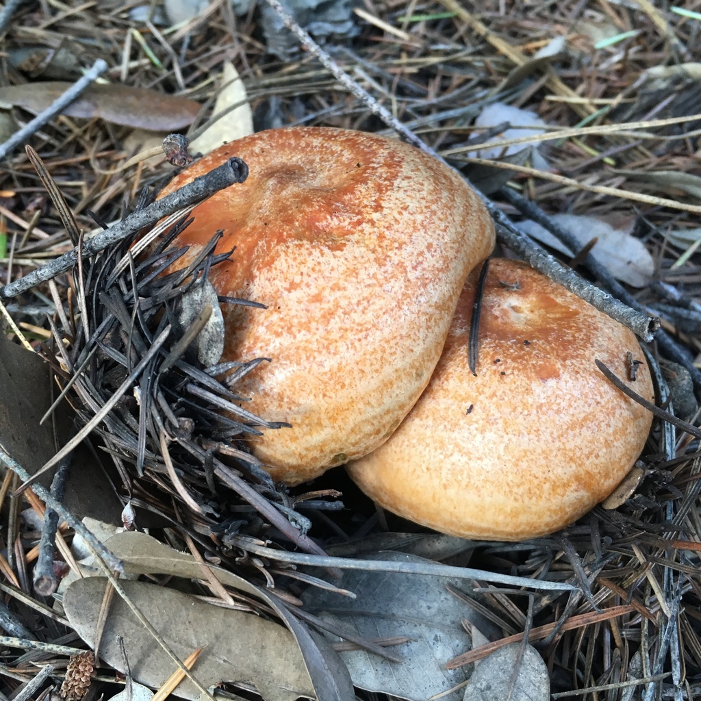 Red-bleeding Milk Cap from 15253–15365 Gearhart Rnch, Grass Valley, CA ...