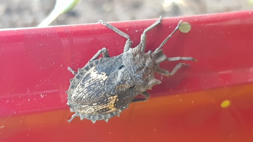 Megymenum basale · iNaturalist