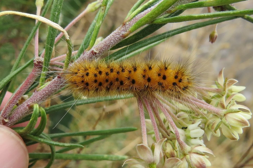 Lerina incarnata from Toluca, Méx., México on May 09, 2021 at 02:26 PM by Juan Carlos Garcia ...