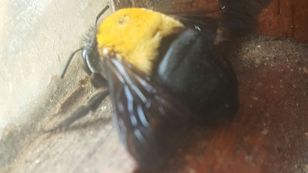 Digger Bees in January 2018 by Coral Featherstone · iNaturalist