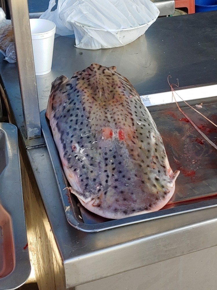 Firewood Catfish from 2J, Puerto Maldonado 17001, Peru on May 10, 2021 ...