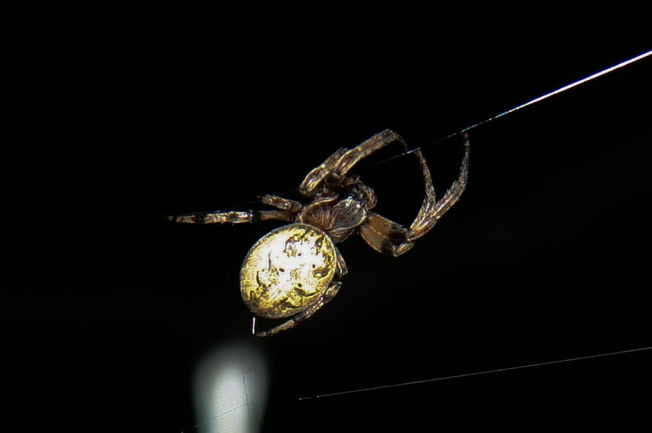 Furrow Spiders from Badin Lake on October 21, 2008 at 09:46 PM by BJ ...