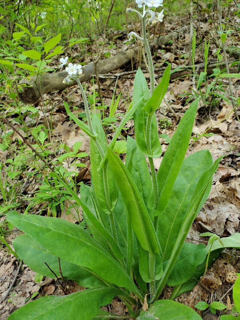wild comfrey from Meramec Township, MO, USA on May 06, 2021 at 06:50 PM ...
