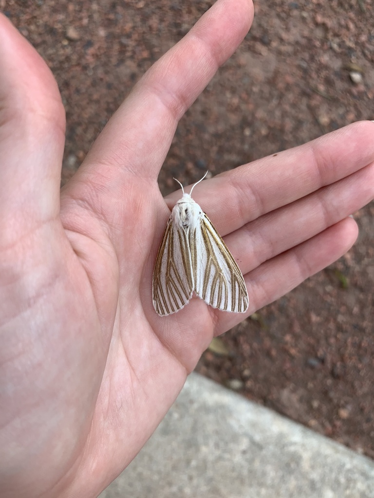 Echo Moth from Stetson University Deland Campus, DeLand, FL, US on May ...