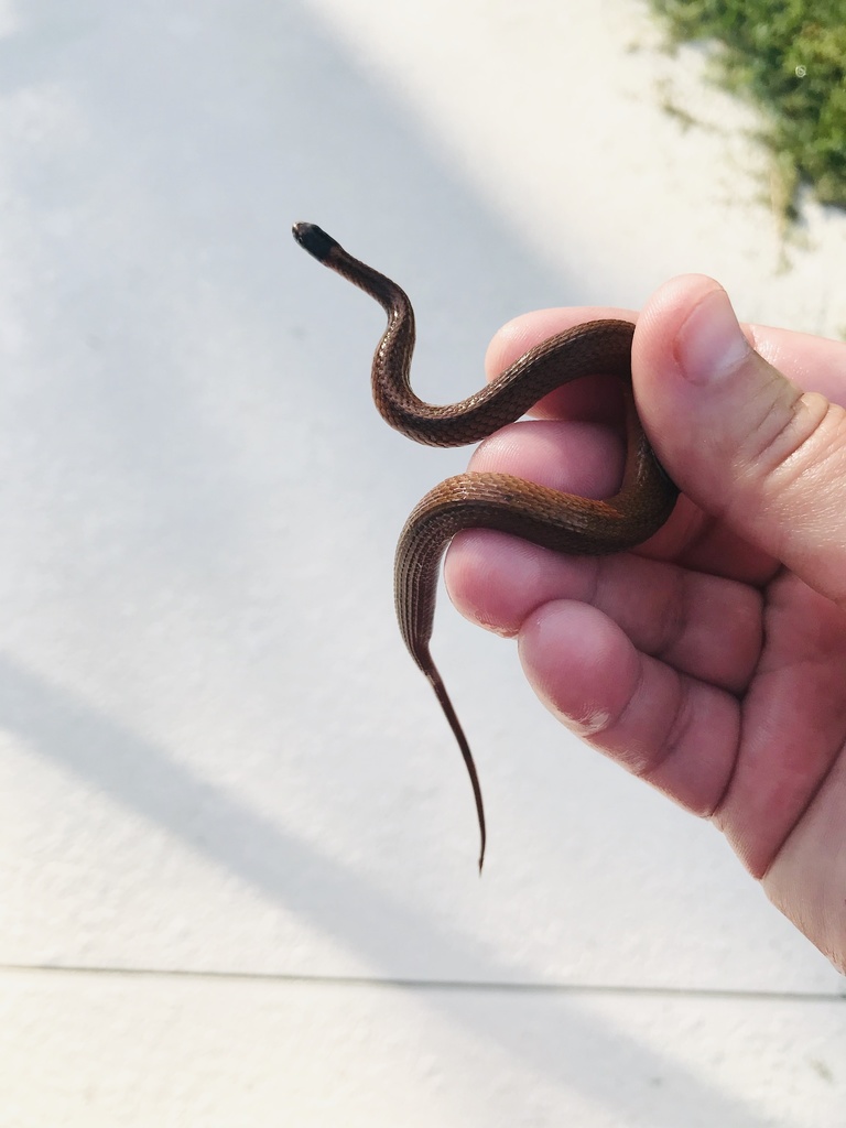 Red-bellied Snake from W Powell St, Dothan, AL, US on July 01, 2020 at ...