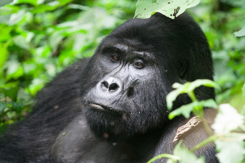 Mountain Gorilla (Subspecies Gorilla beringei beringei) · iNaturalist