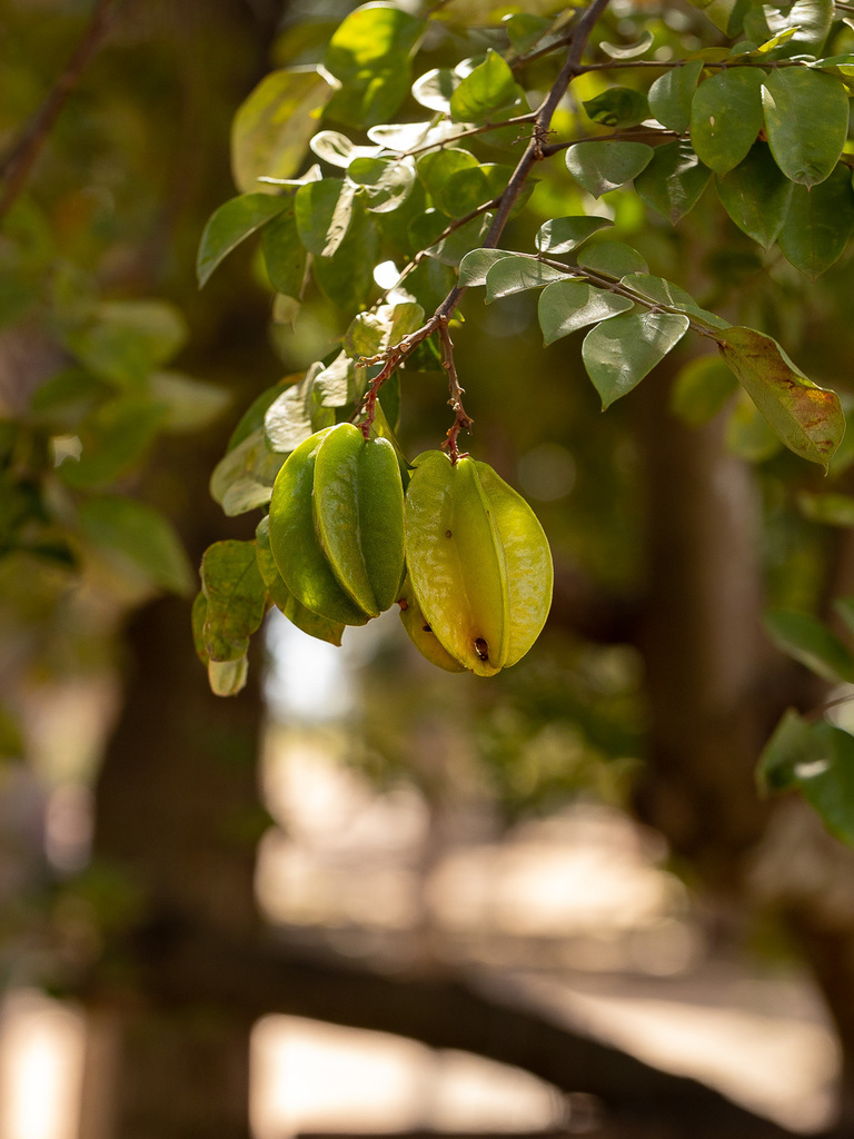Starfruit from Cassilândia - MS, 79540-000, Brasil on May 09, 2021 at ...