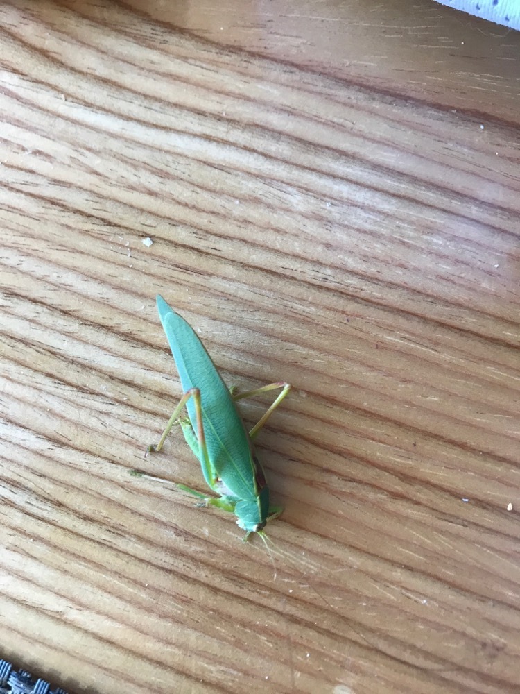 Torbia from Western Australia, AU on January 10, 2018 at 09:05 AM by ...