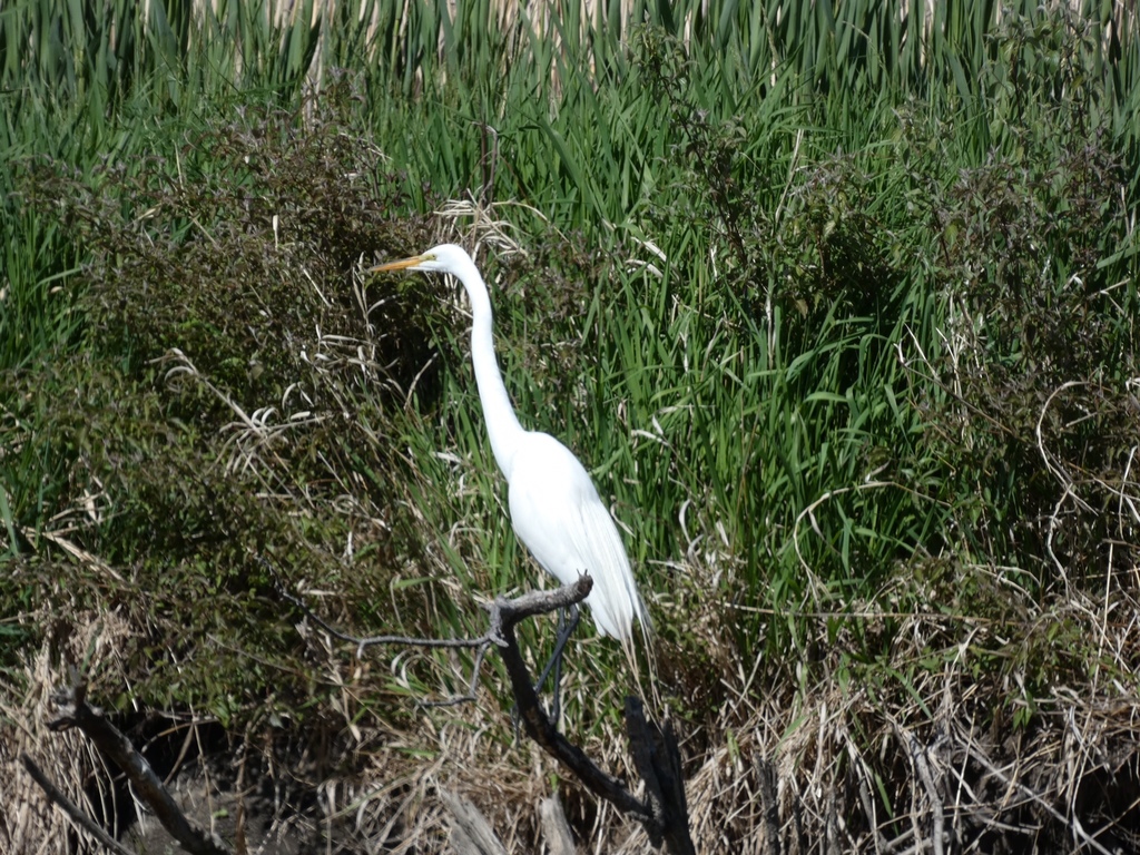 Great Egret from Margaretta Township, Sandusky, OH, US on May 8, 2021 ...