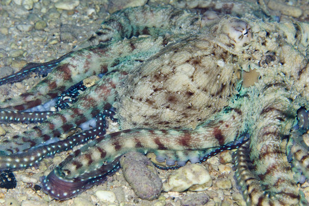 Octopuses from 6798, Christmas Island on December 25, 2017 by Hickson ...