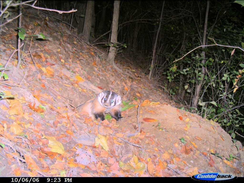 American Badger from Williams County, OH, USA on October 6, 2006 at 09: ...