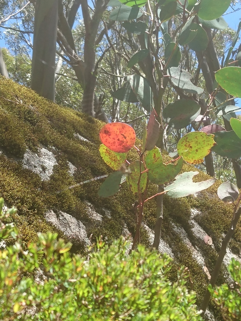 Snow Gum from Victoria, AU on January 4, 2018 at 01:09 PM by alfie501 ...