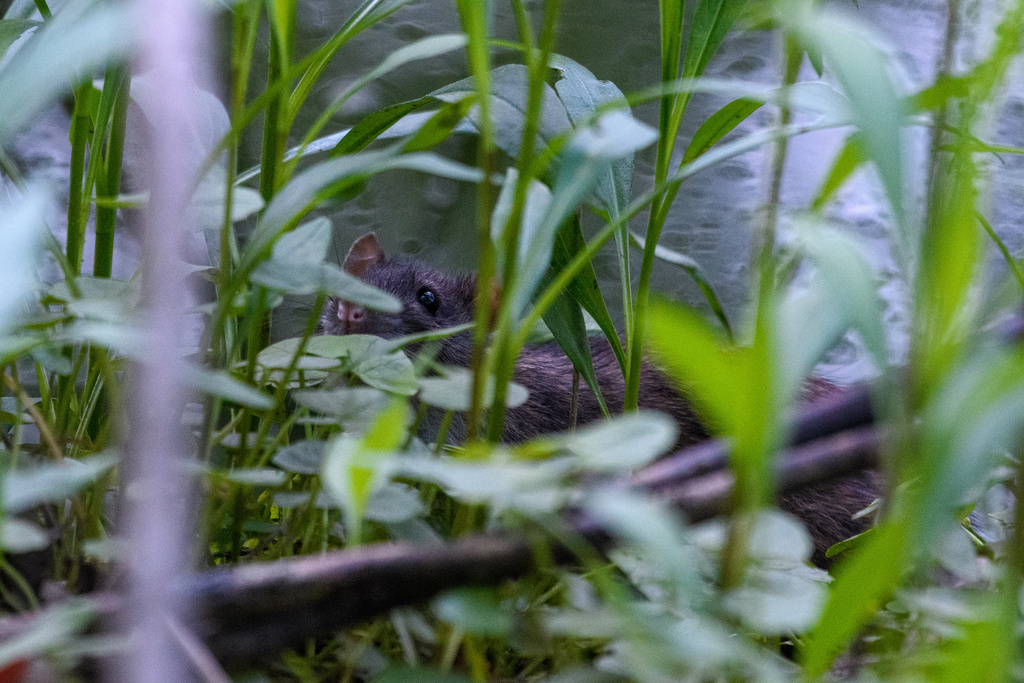 Brown Rat from Wissahickon Valley Park, Philadelphia, PA, US on May 10 ...
