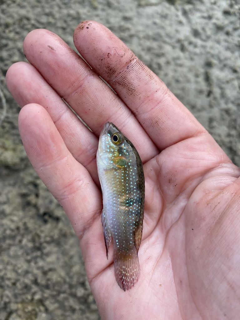African Jewelfish from Rivendell Blvd, Osprey, FL, US on May 10, 2021 ...