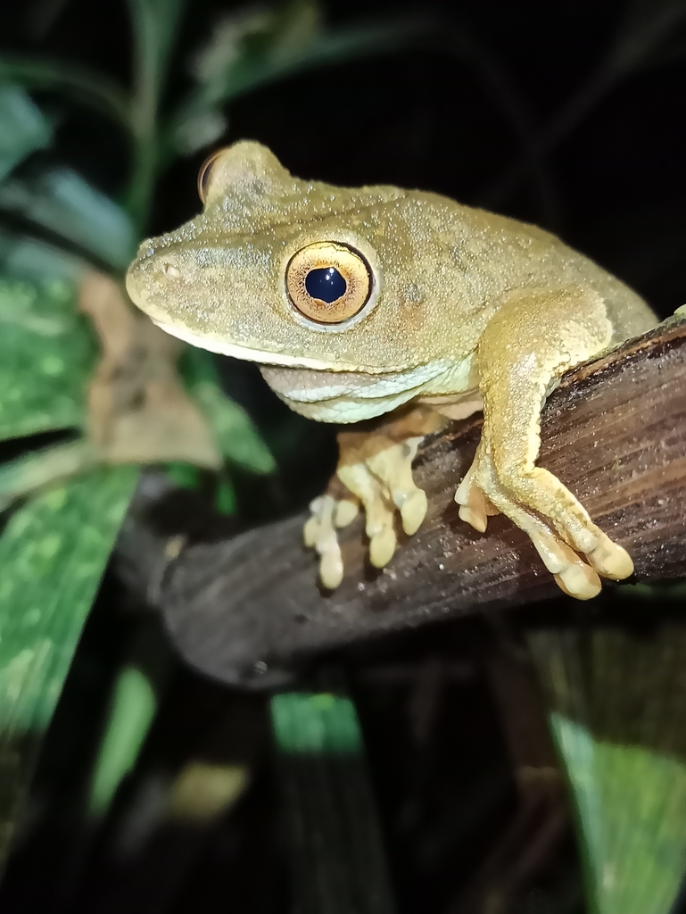 Rusty Tree Frog from Samaná, Caldas, Colombia on May 10, 2021 at 07:19 ...